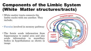 LIMBIC SYSTEM (Anatomy) ppt | PPTX