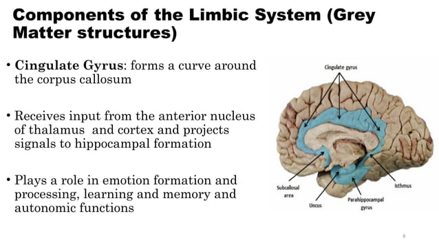 LIMBIC SYSTEM (Anatomy) ppt | PPTX | Brain and Nervous System Disorders ...