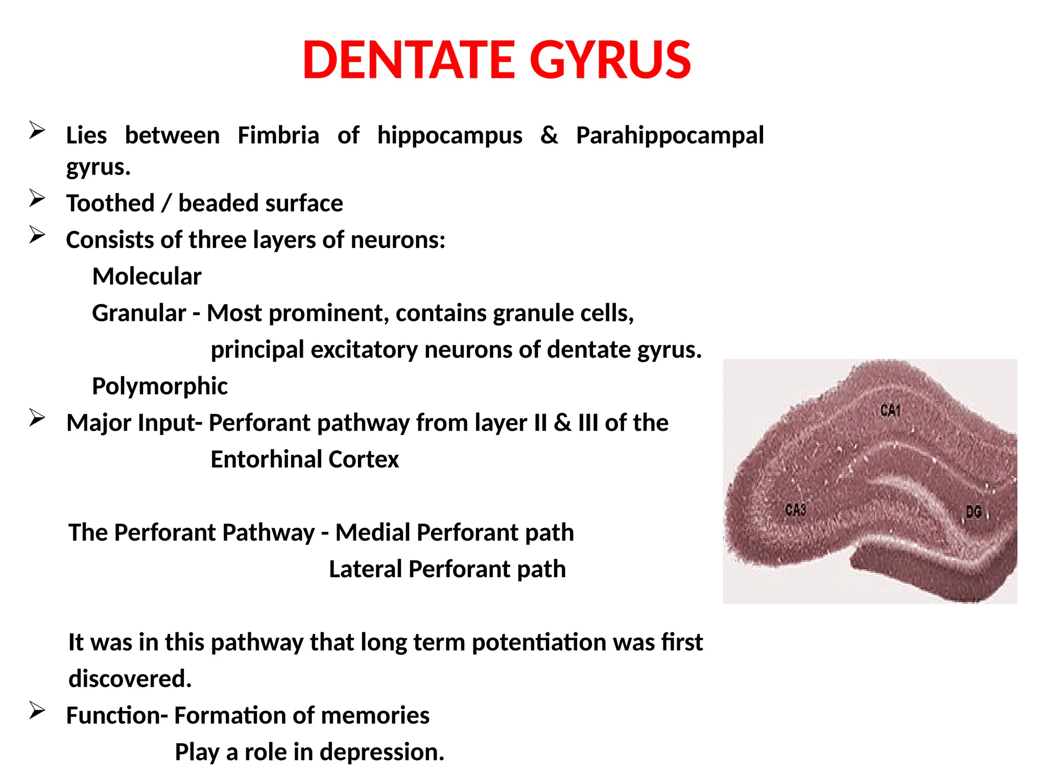 limbic system and its clinical importance.pptx
