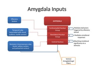 limbic system and its clinical importance.pptx