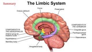 Limbic system | PPT