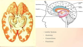 Limbic system | PPT