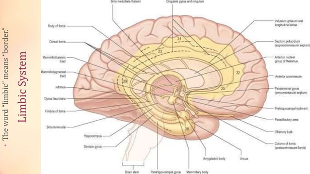 Limbic system | PPT