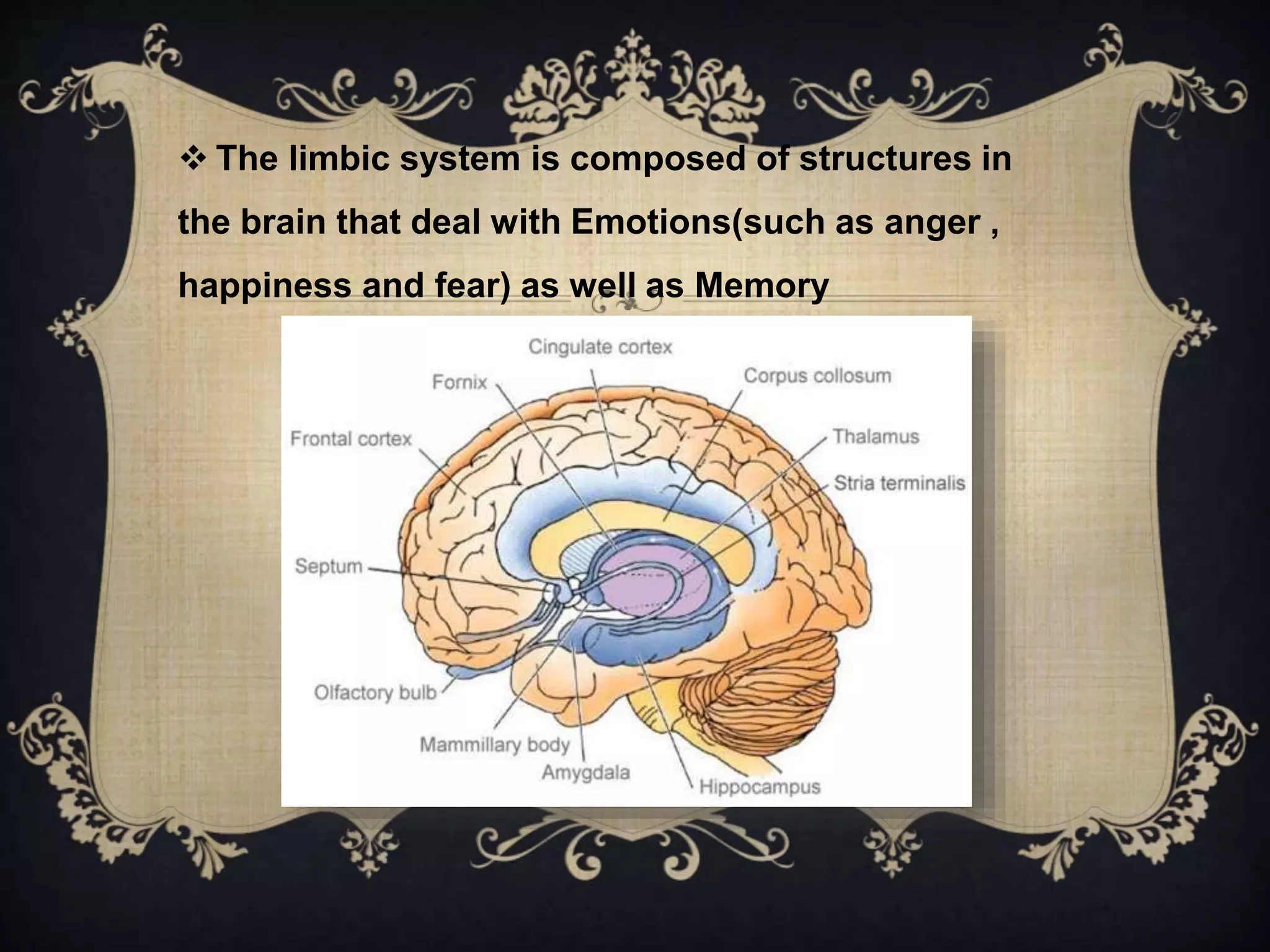 Limbic system and memory | PPTX