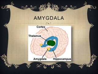 Limbic system and memory | PPTX