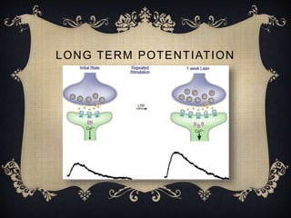 Limbic system and memory | PPTX