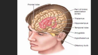 Limbic System | PPTX