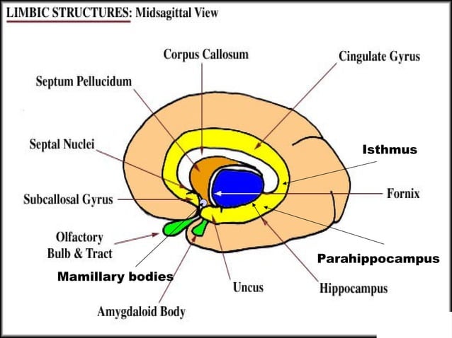 limbic system2.ppt physiology mbbs 1st year | PPT