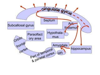 limbic system2.ppt physiology mbbs 1st year | PPT