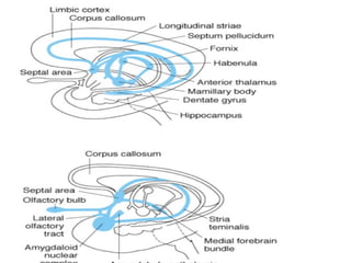 limbic system2.ppt physiology mbbs 1st year | PPT