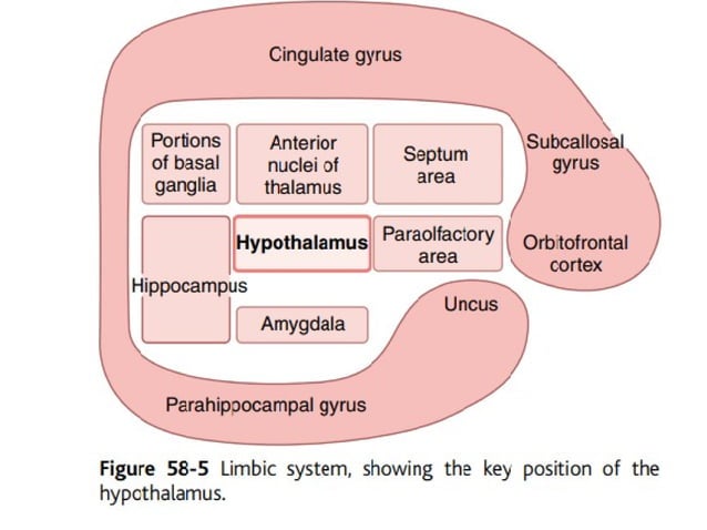 limbic system2.ppt physiology mbbs 1st year | PPT