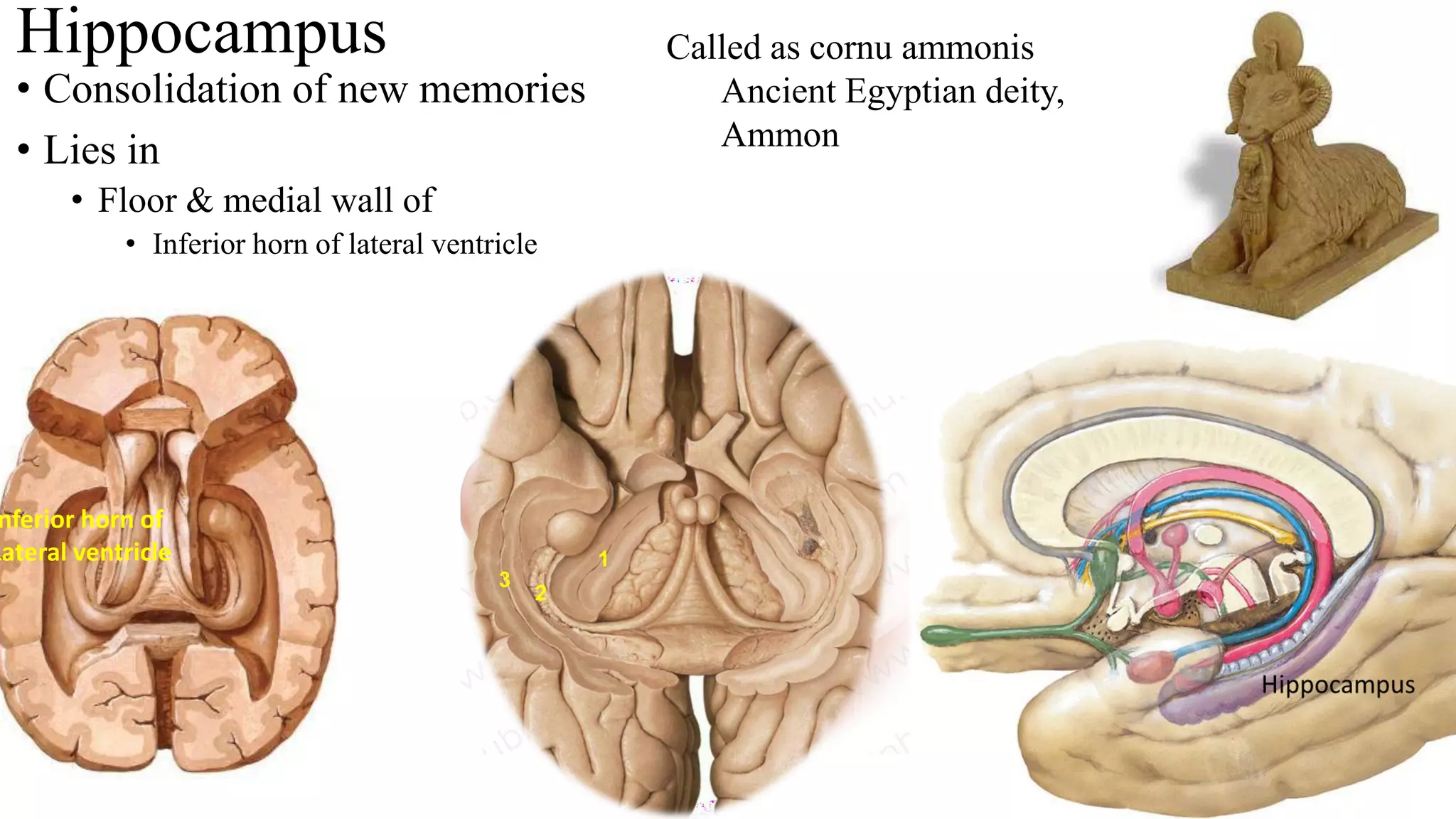 Limbic system anatomy | PDF