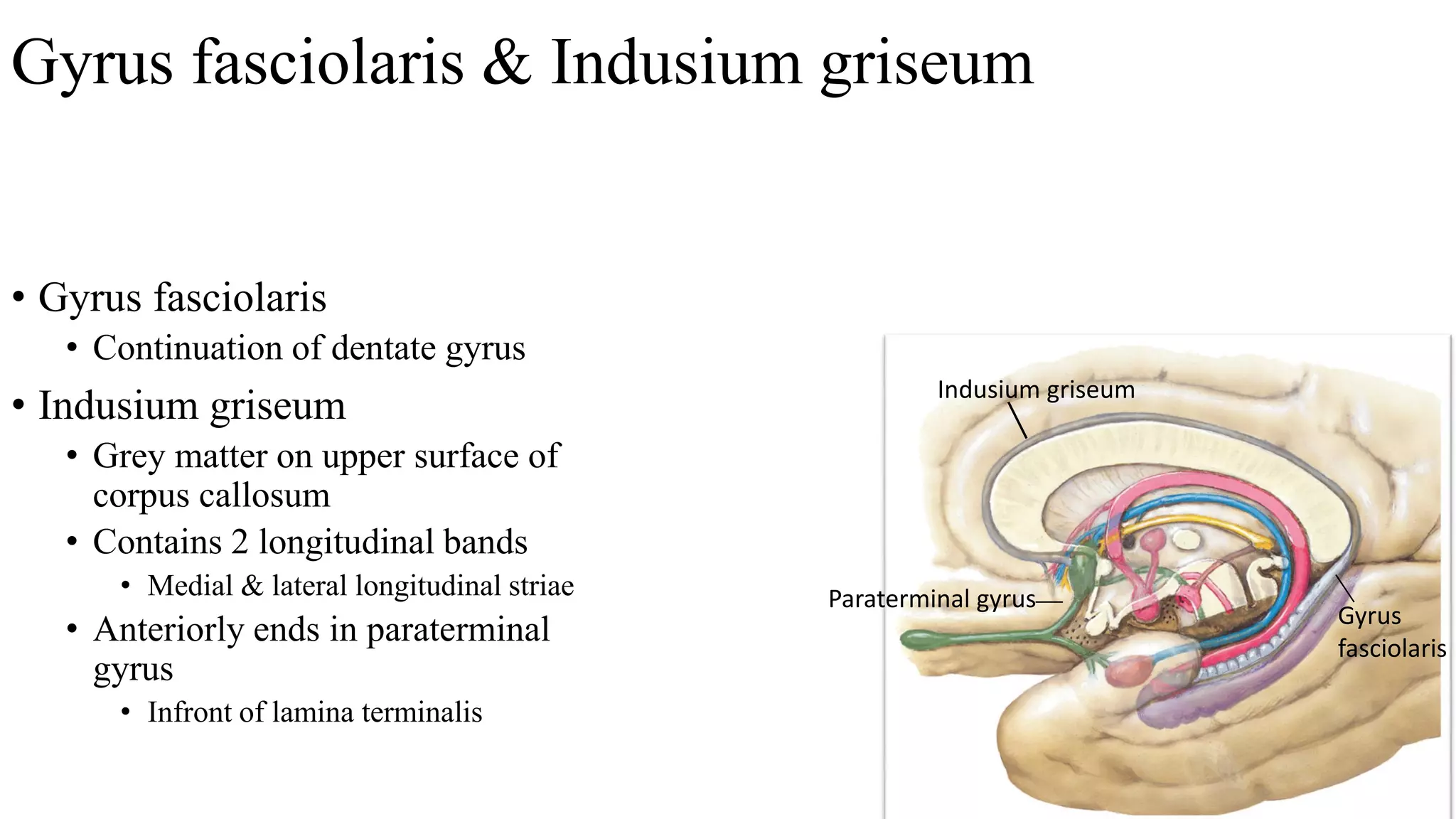 Limbic system anatomy | PDF