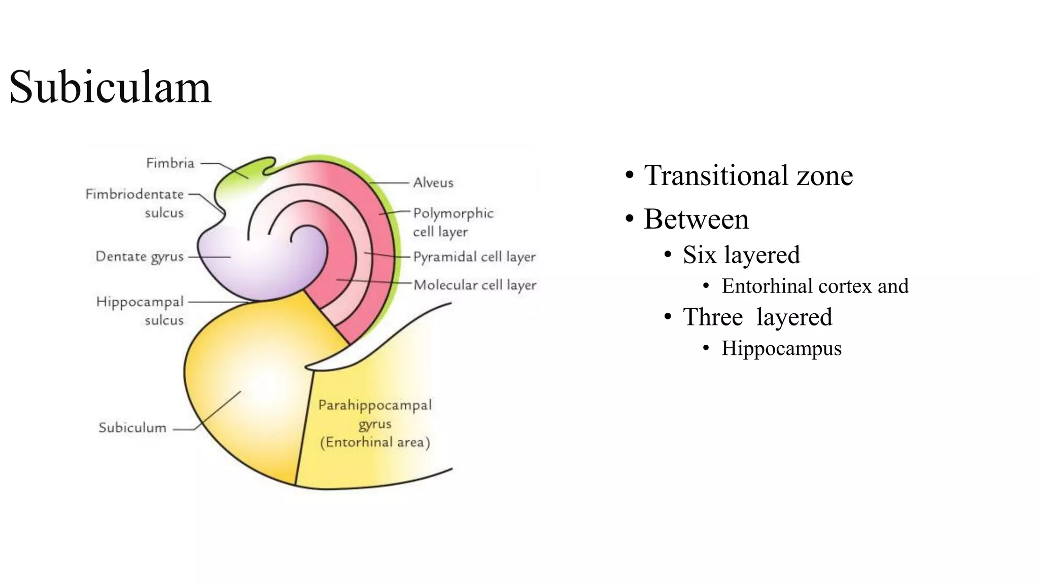 Limbic system anatomy | PDF