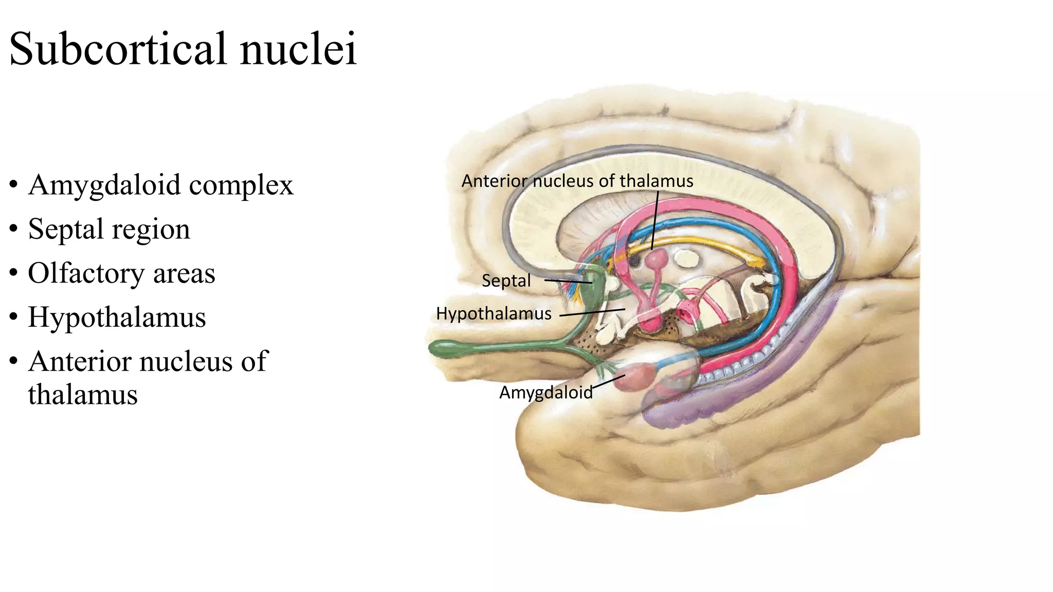 Limbic system anatomy | PDF