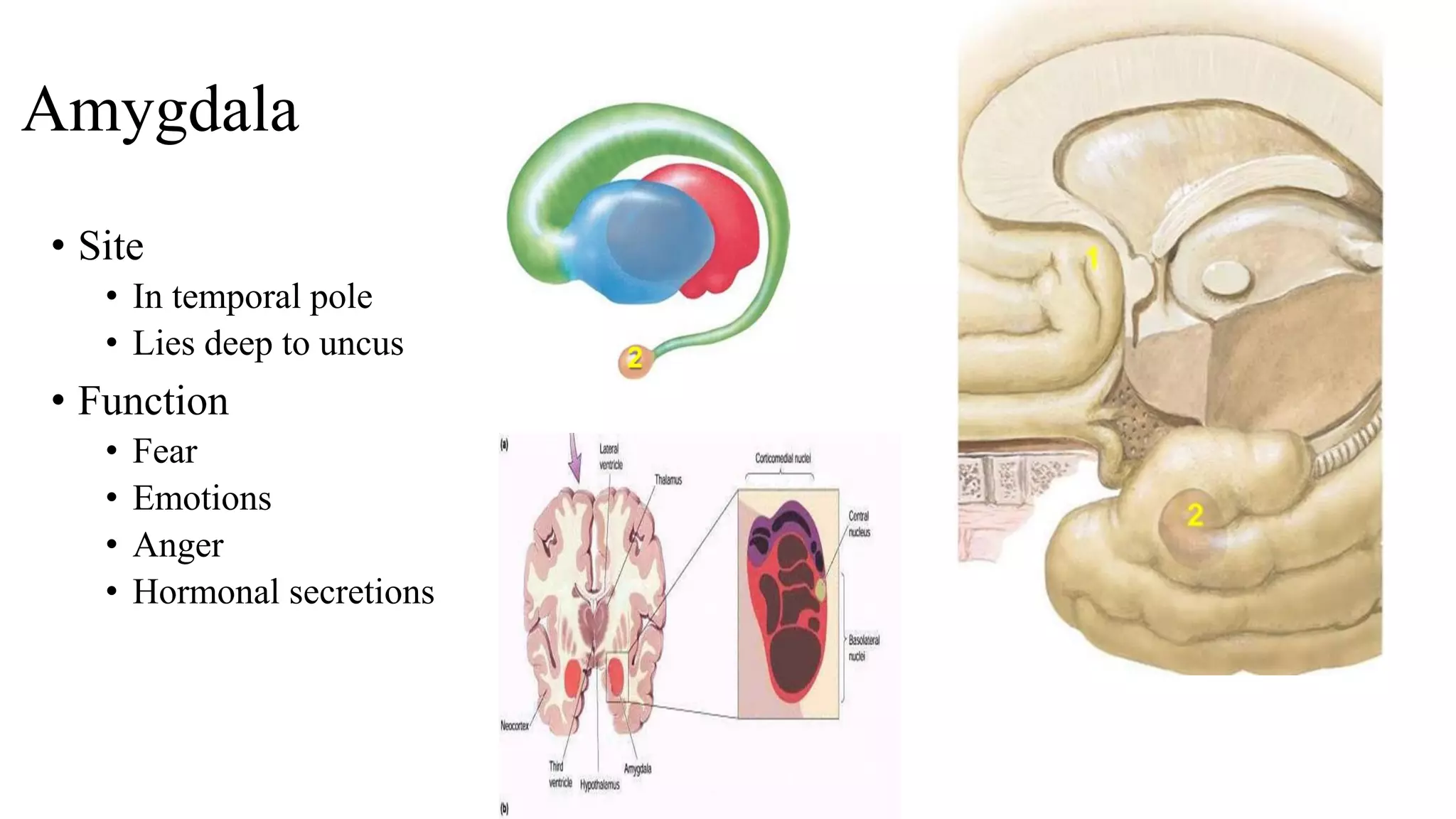 Limbic system anatomy | PDF