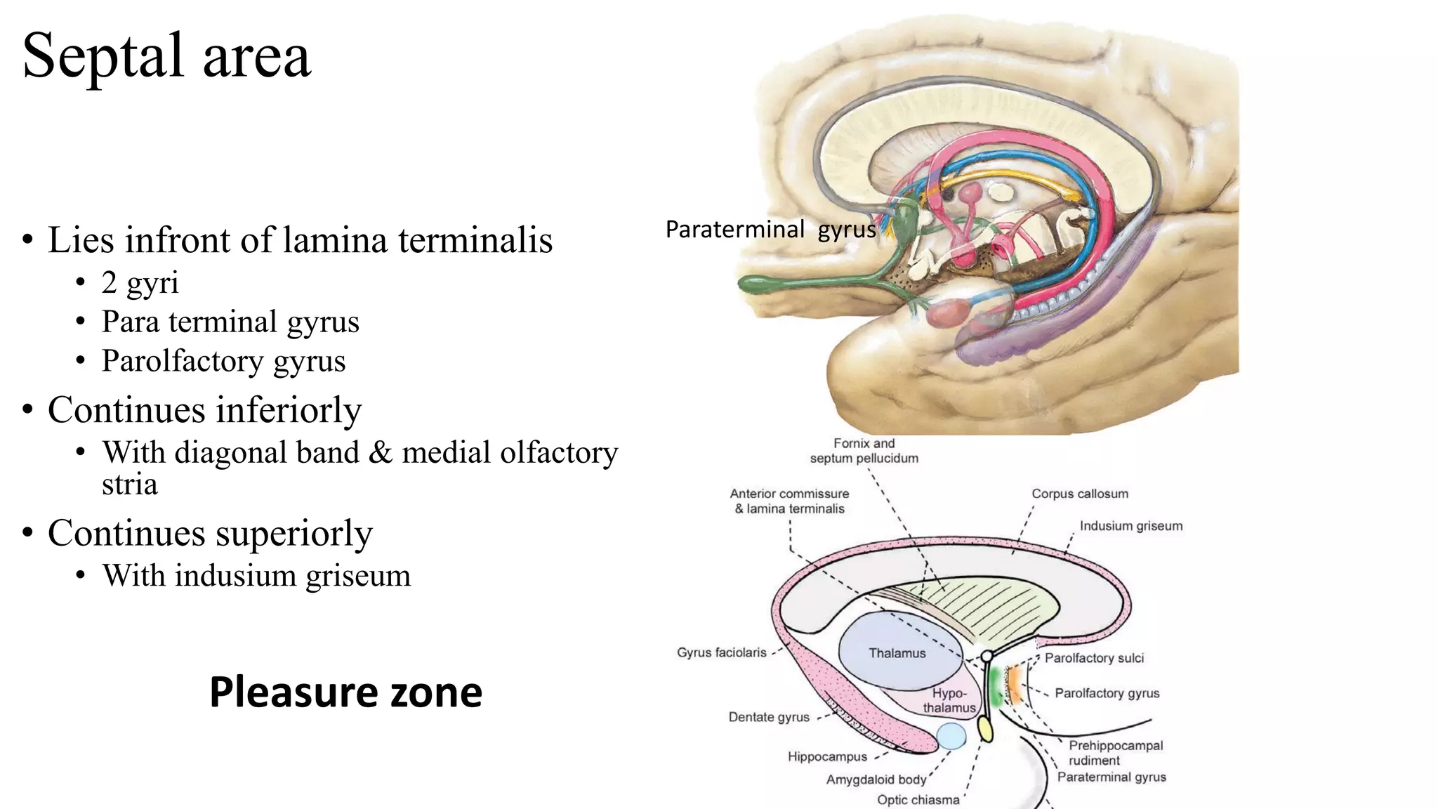 Limbic system anatomy | PDF