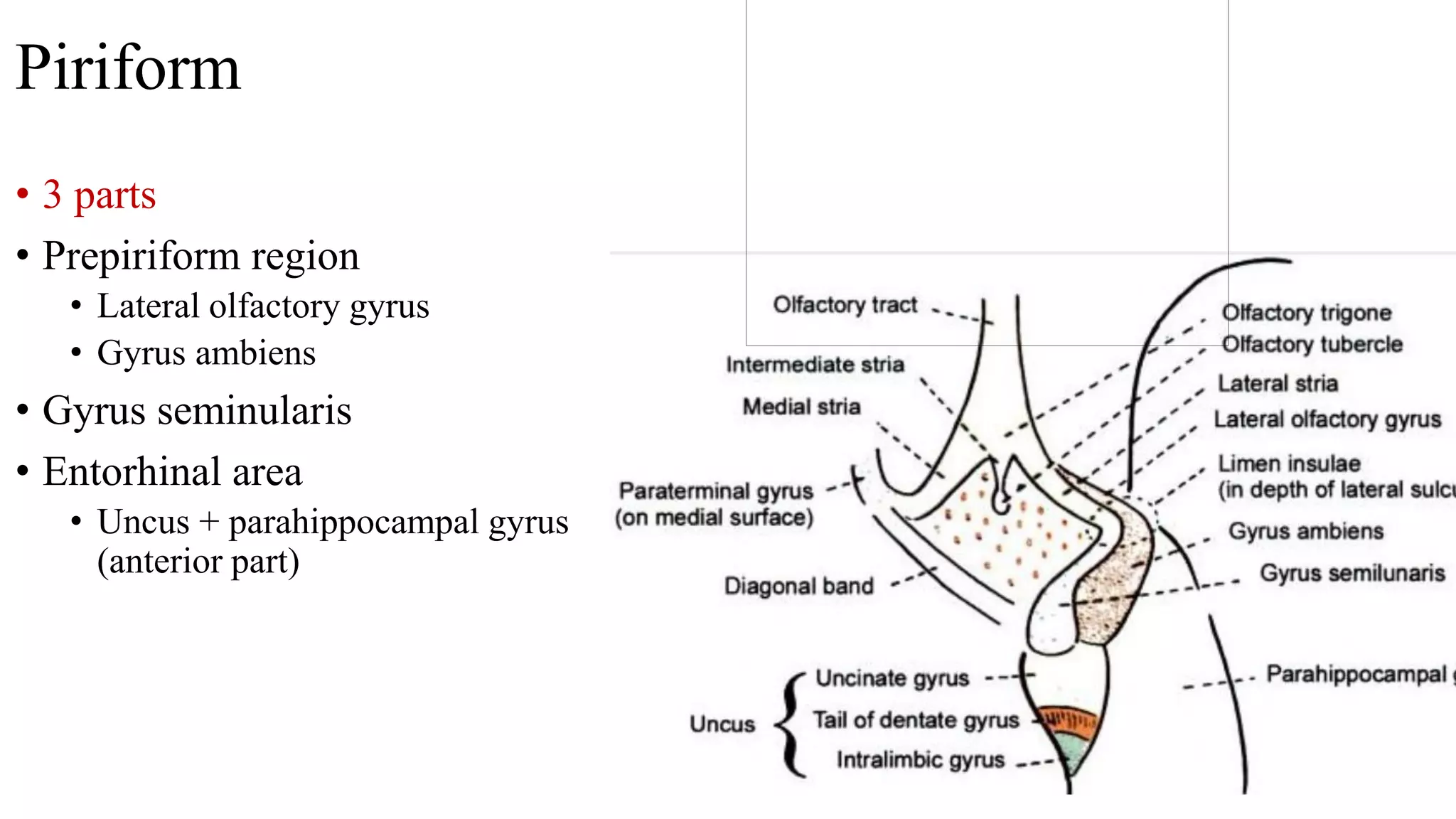 Limbic system anatomy | PDF