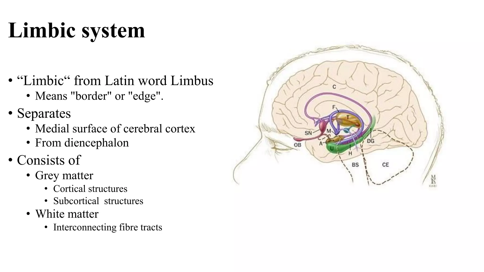Limbic system anatomy | PDF