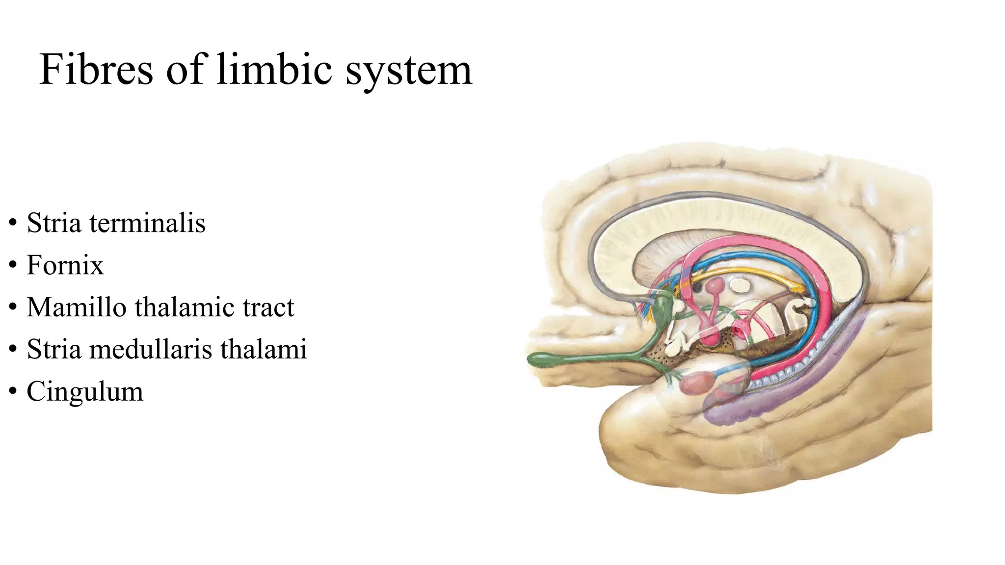 Limbic system anatomy | PDF