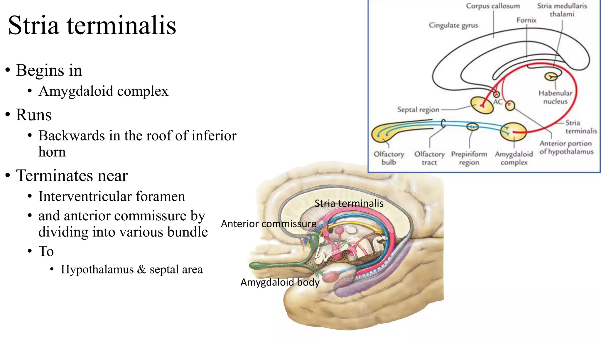 Limbic system anatomy | PDF