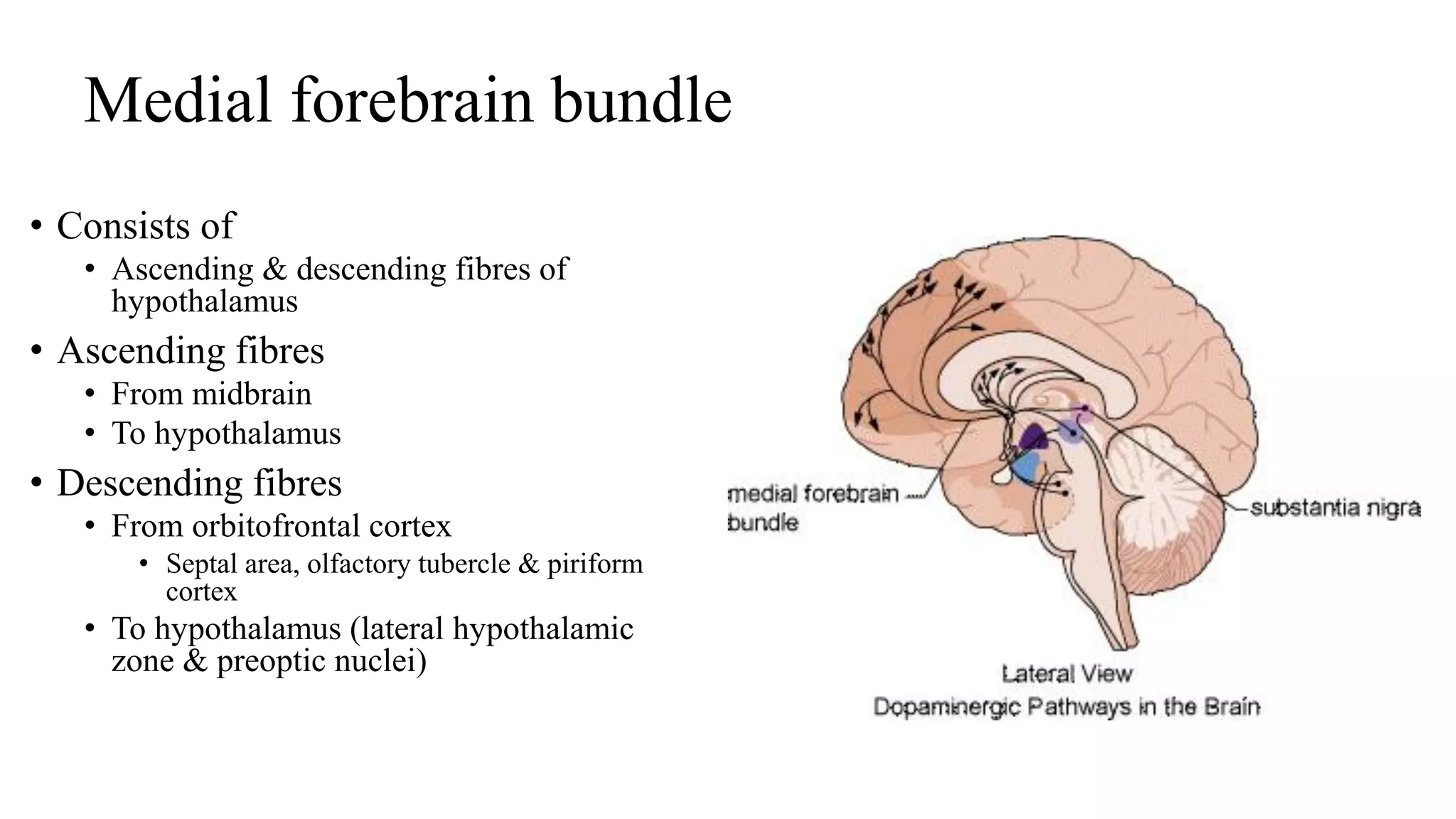 Limbic system anatomy | PDF