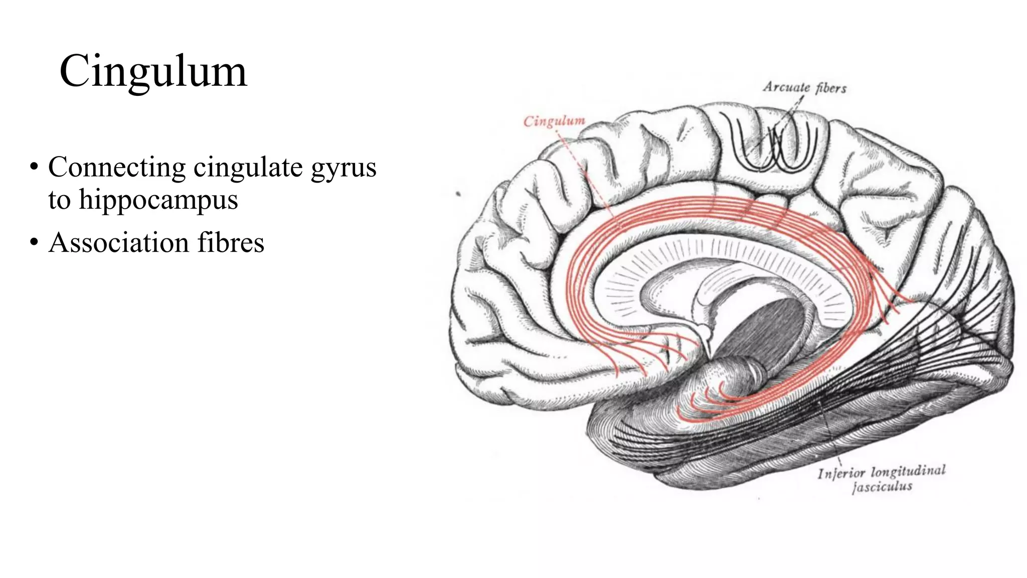 Limbic system anatomy | PDF