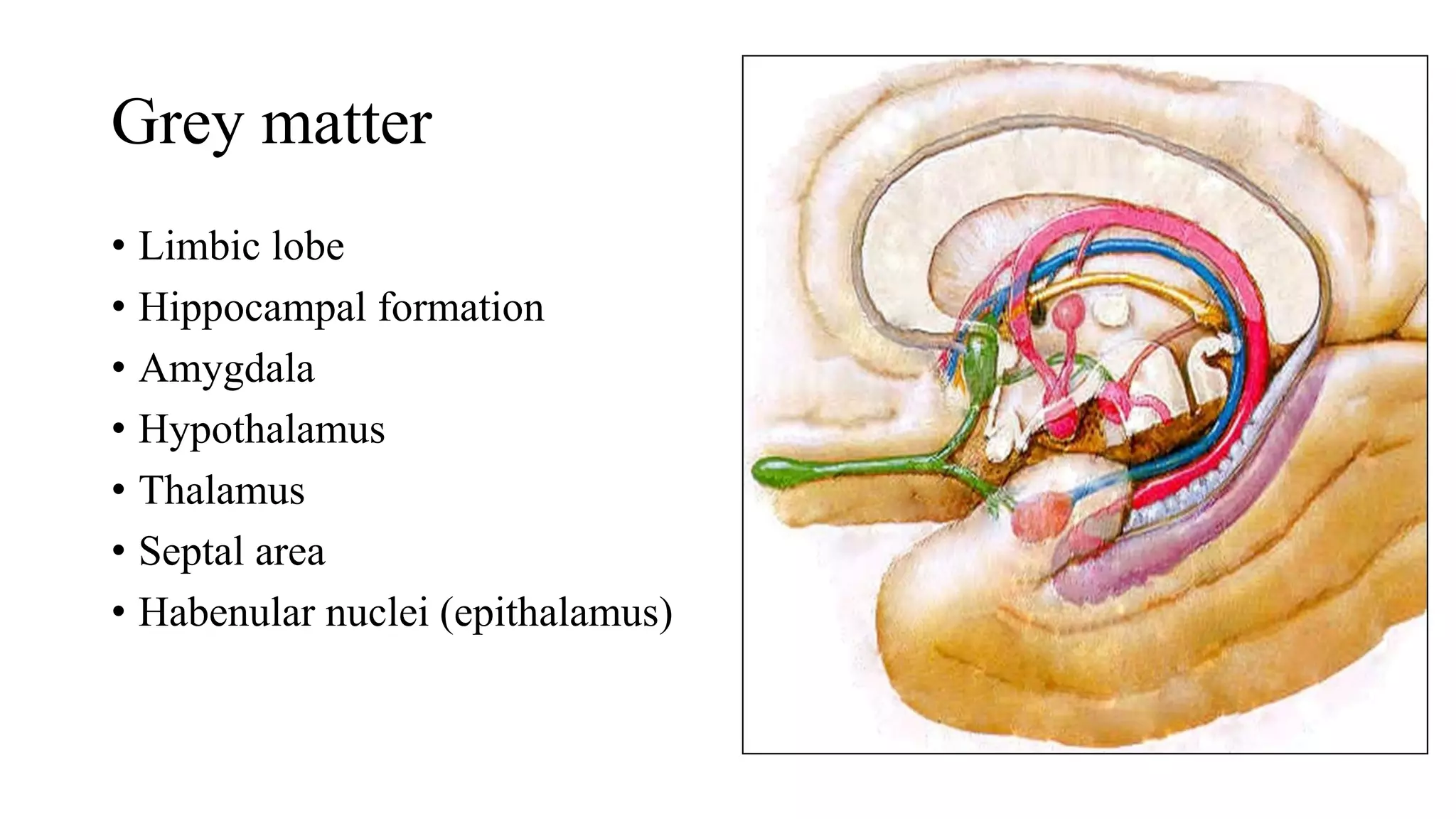 Limbic system anatomy | PDF