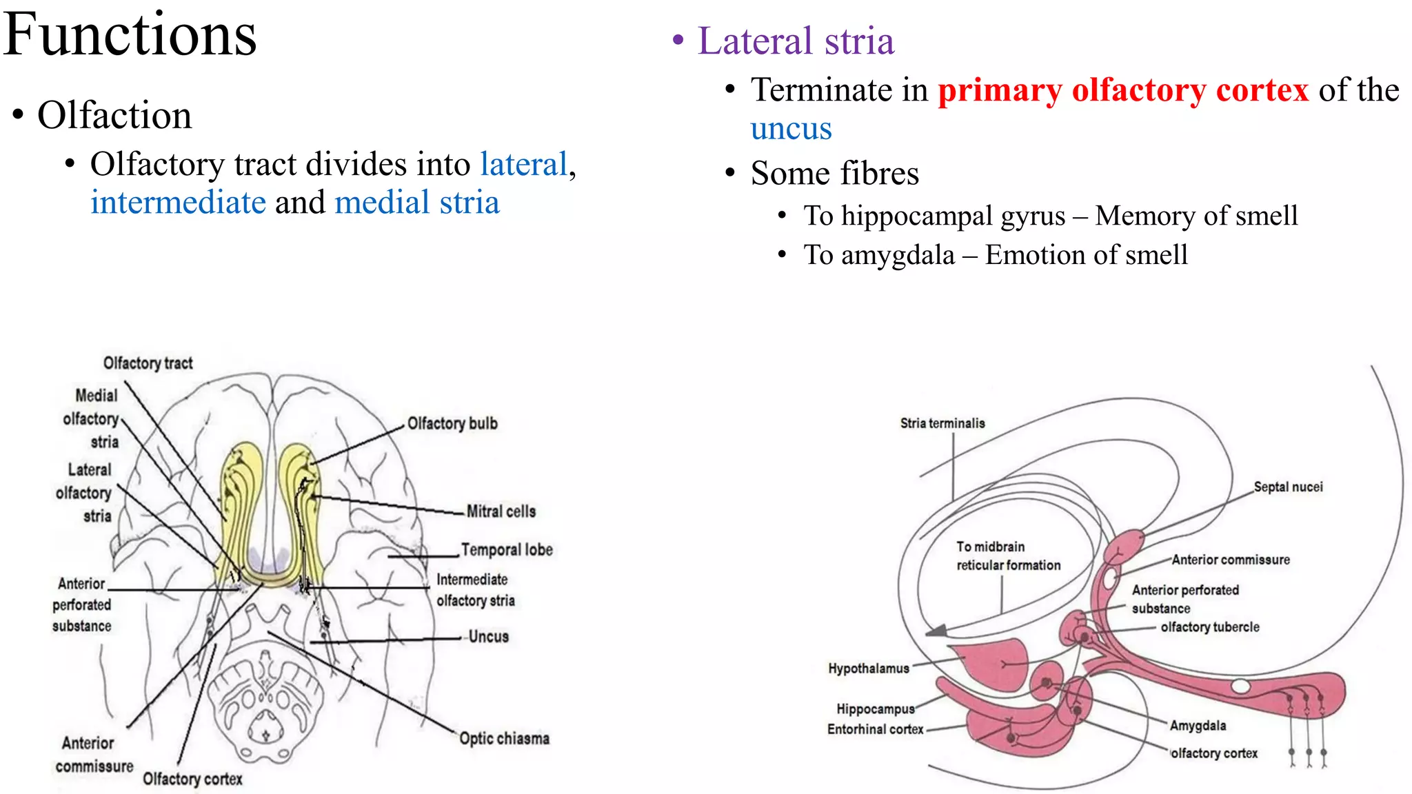 Limbic system anatomy | PDF