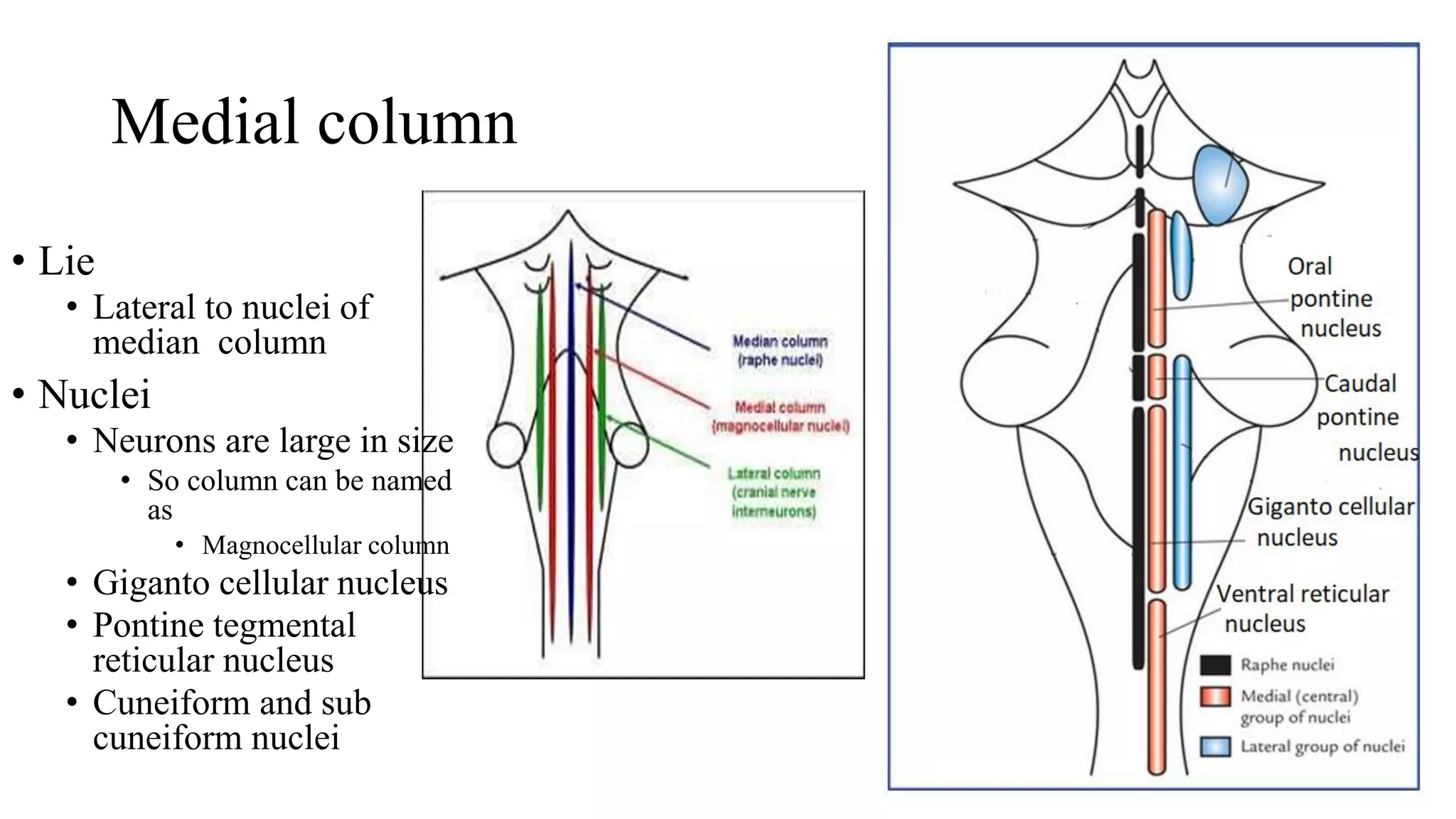 Limbic system anatomy | PDF