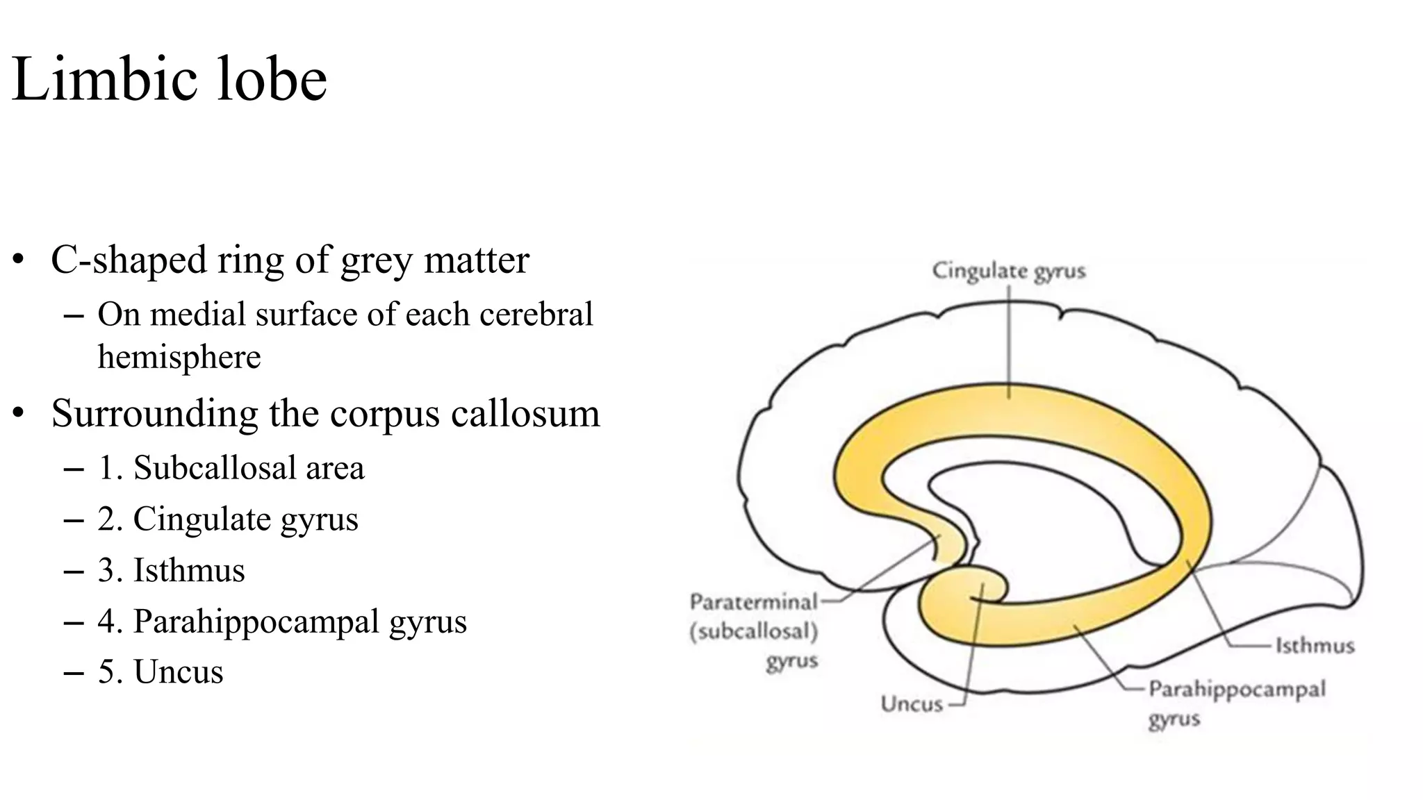 Limbic system anatomy | PDF