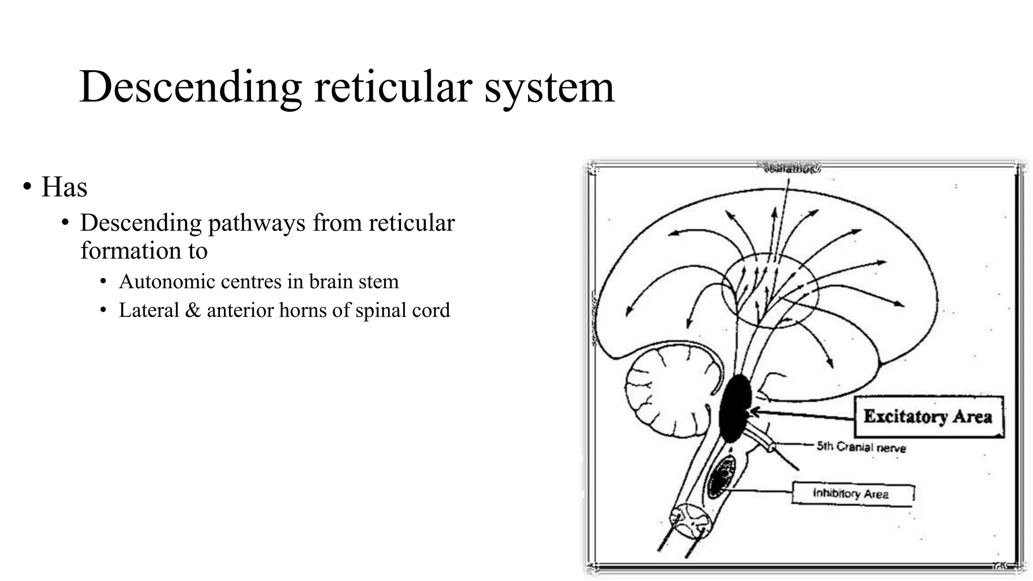 Limbic system anatomy | PDF