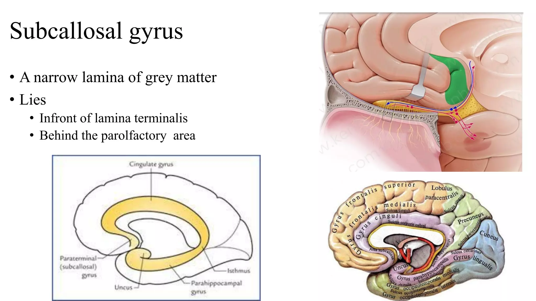 Limbic system anatomy | PDF