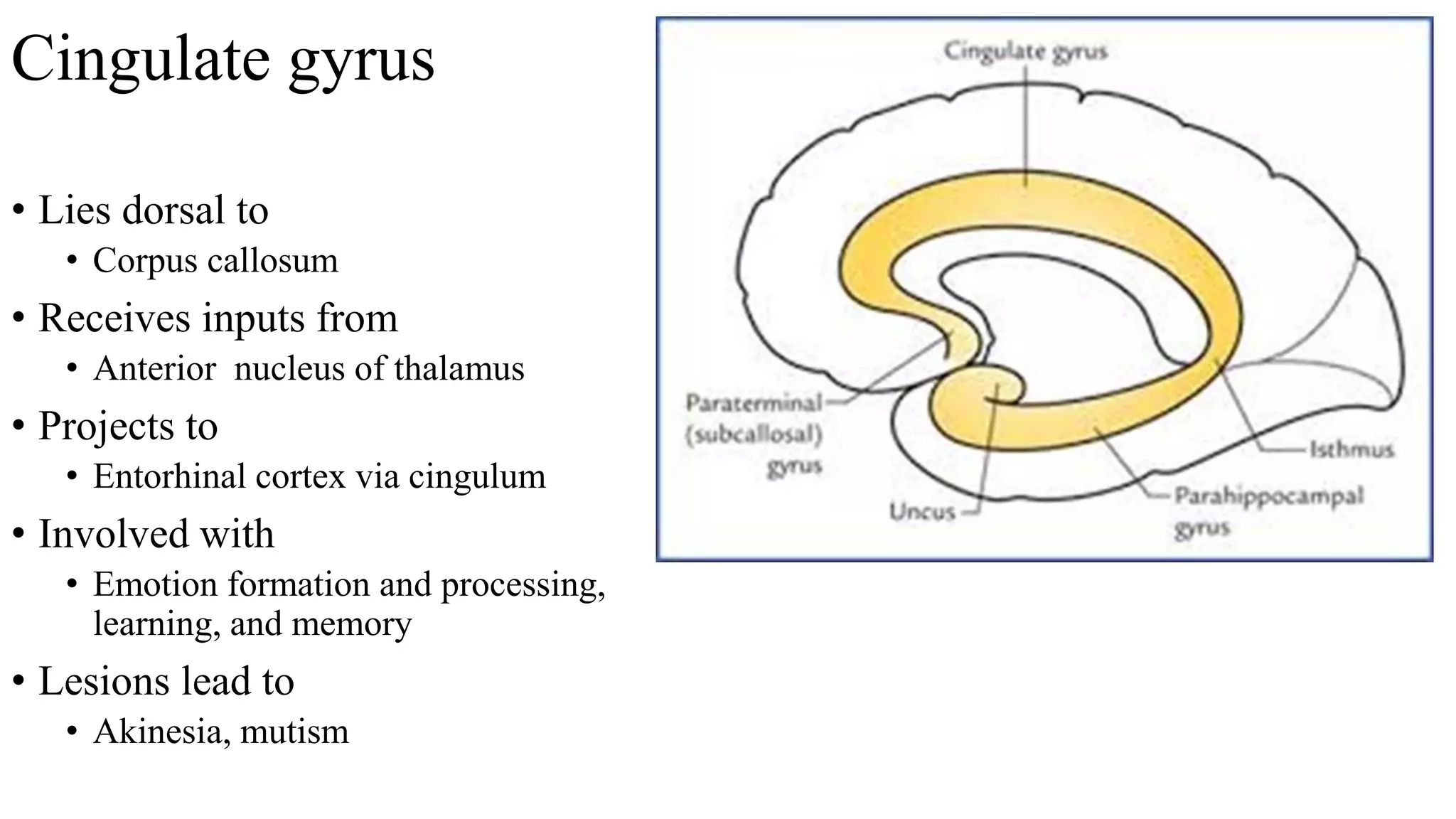 Limbic system anatomy | PDF