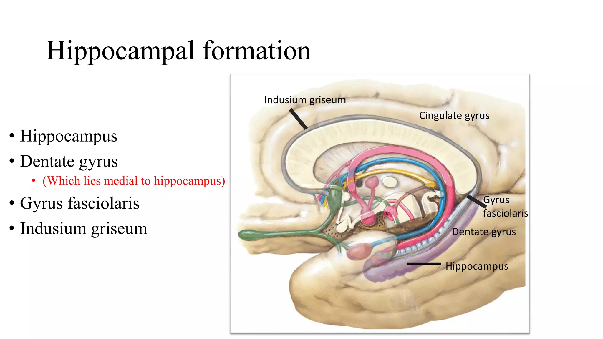 Limbic system anatomy | PDF