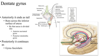 Limbic system anatomy | PDF