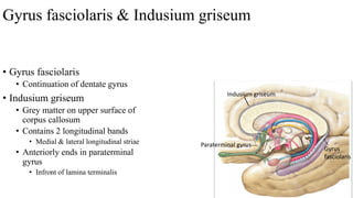 Limbic system anatomy | PDF