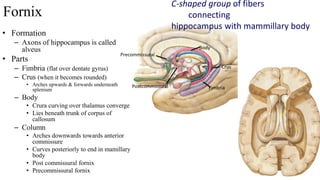 Limbic system anatomy | PDF