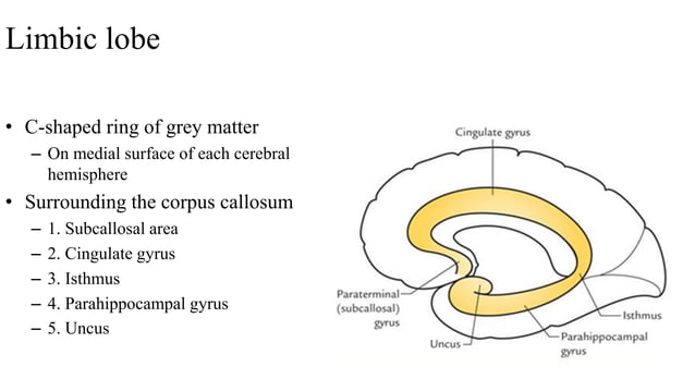 Limbic system anatomy | PDF