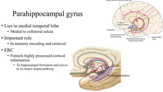 Limbic system anatomy | PDF