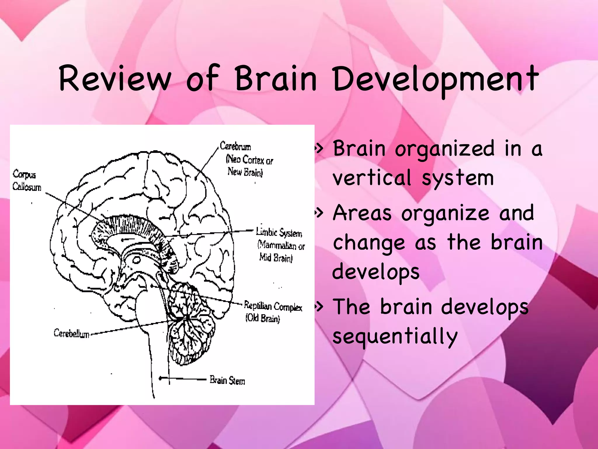 Limbic System And Emotional Intelligence | PPT