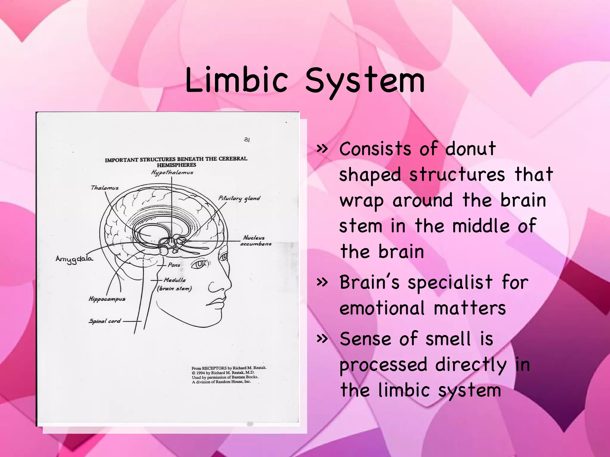 Limbic System And Emotional Intelligence | PPT