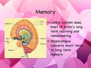 Limbic System And Emotional Intelligence | PPT