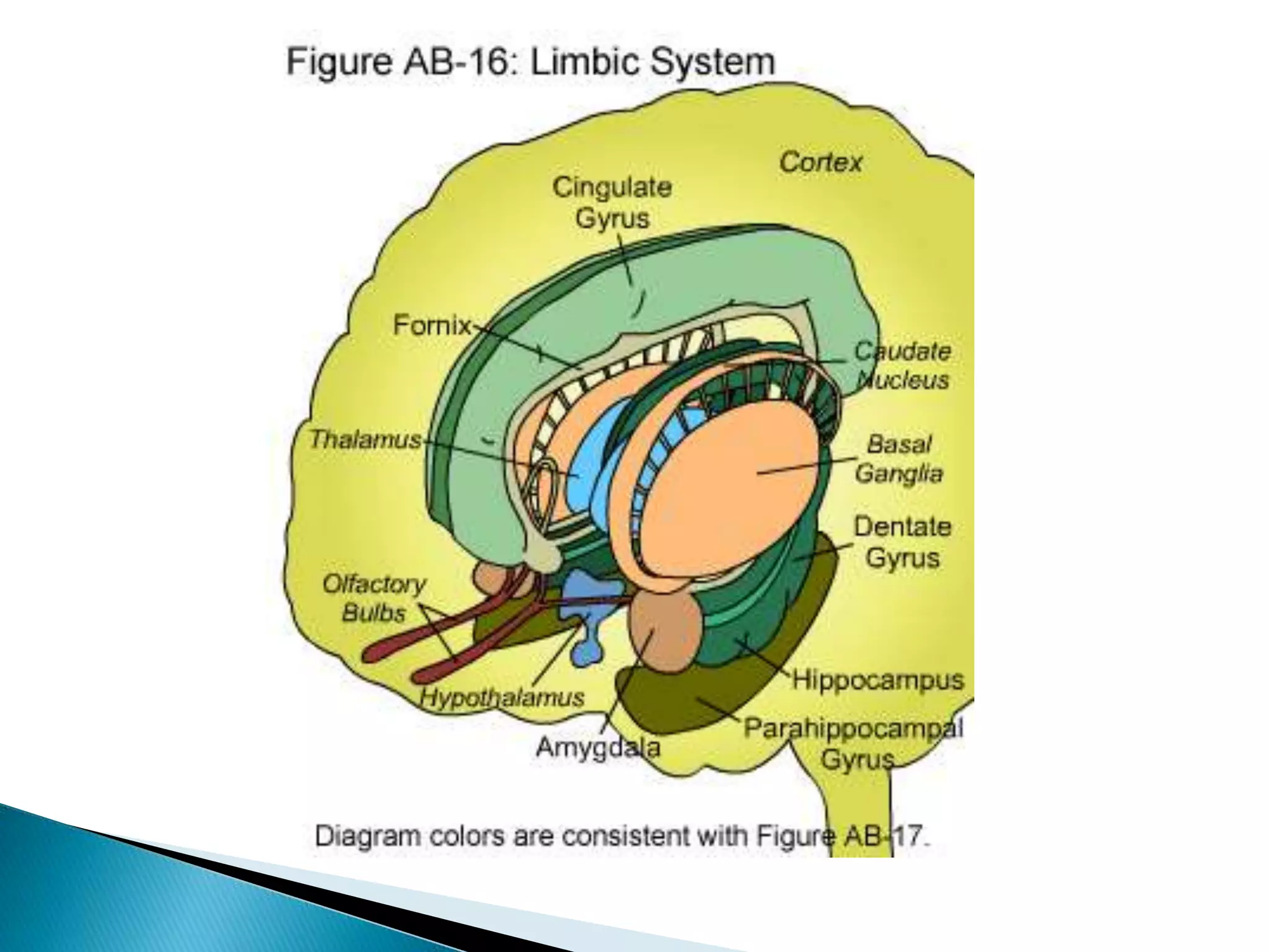 Limbic system and psychiatric disorders | PPTX