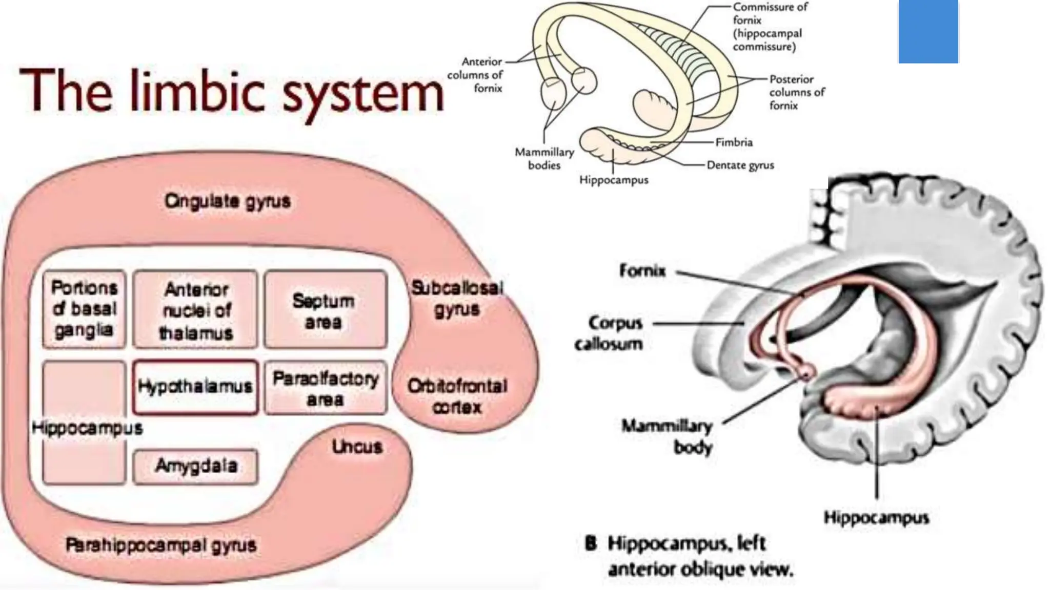 Limbic System By Dr. Rabia Inam Gandapore.pptx