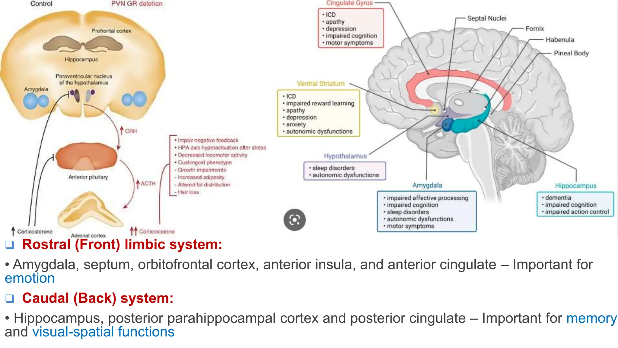 Limbic System By Dr. Rabia Inam Gandapore.pptx