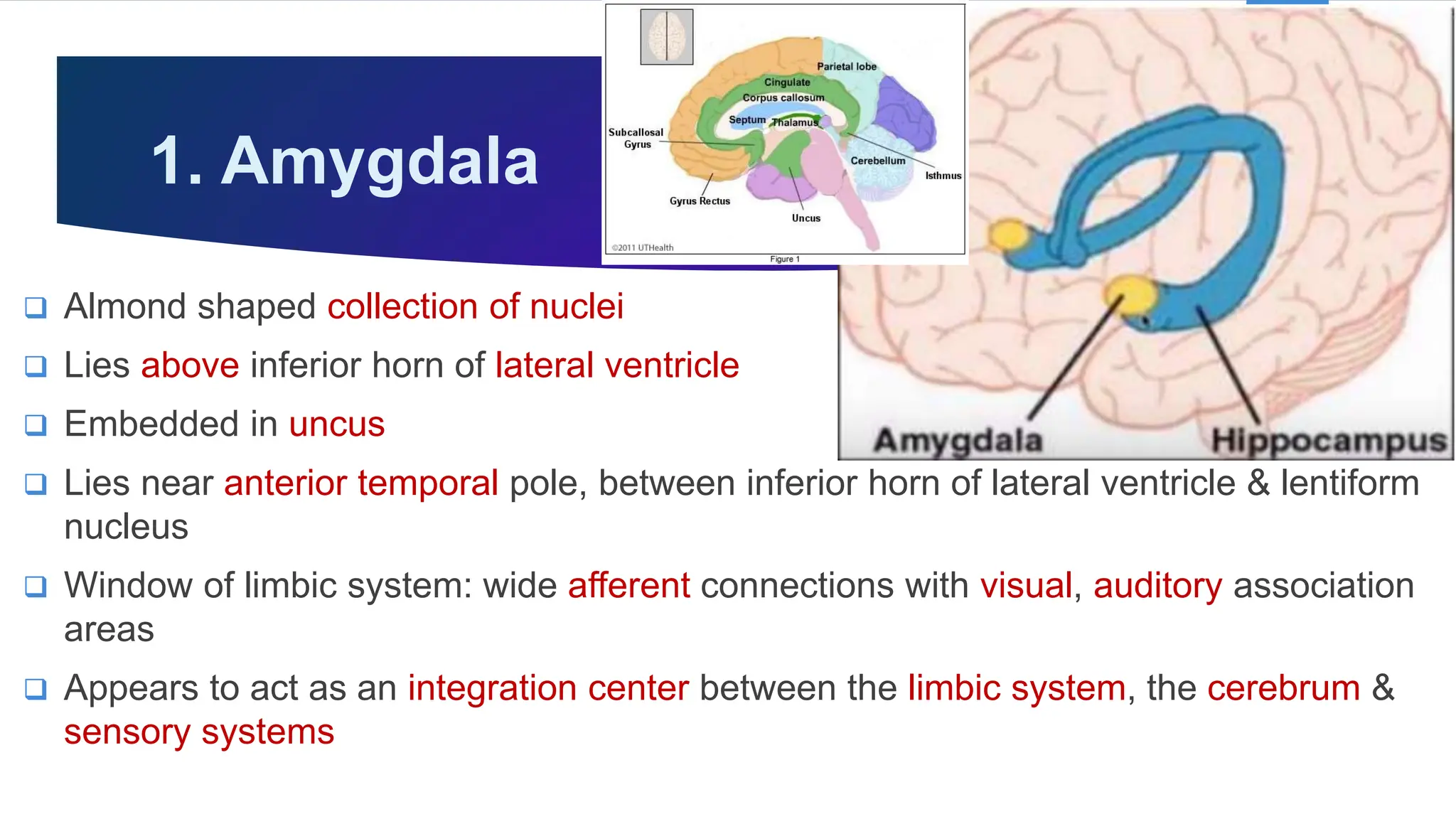 Limbic System By Dr. Rabia Inam Gandapore.pptx