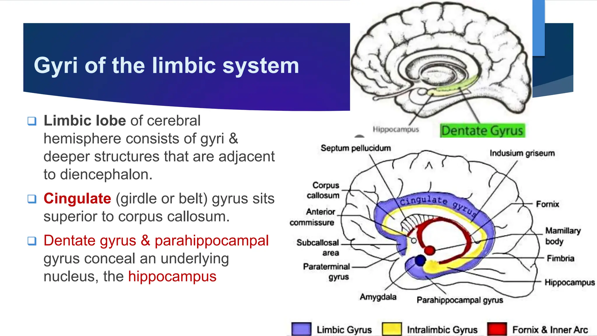 Limbic System By Dr. Rabia Inam Gandapore.pptx