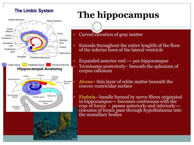 Limbic system by dr ali | PPT