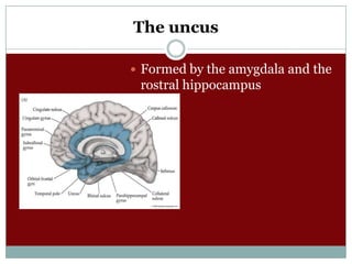 Limbic system by dr ali | PPTX
